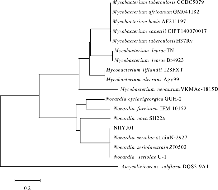 Cloning mce 1 A gene from Nocardia seriolae and its expression