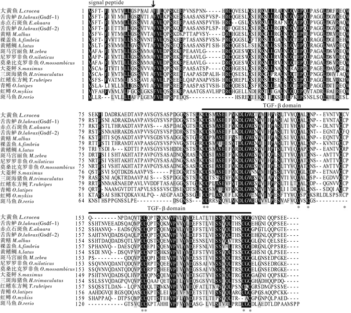 大黄鱼 gsdf 和 amh 基因的克隆及表达分析