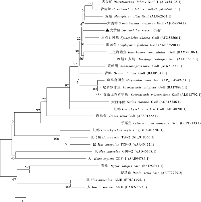 大黄鱼 gsdf 和 amh 基因的克隆及表达分析