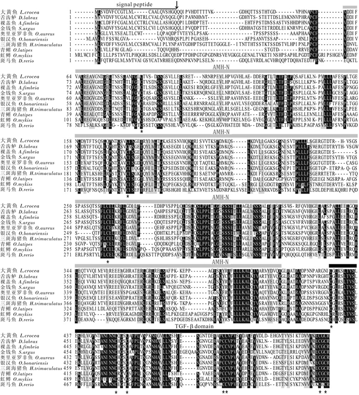 大黄鱼 gsdf 和 amh 基因的克隆及表达分析