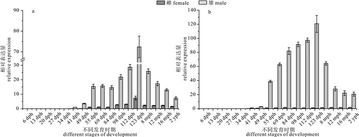 大黄鱼 gsdf 和 amh 基因的克隆及表达分析