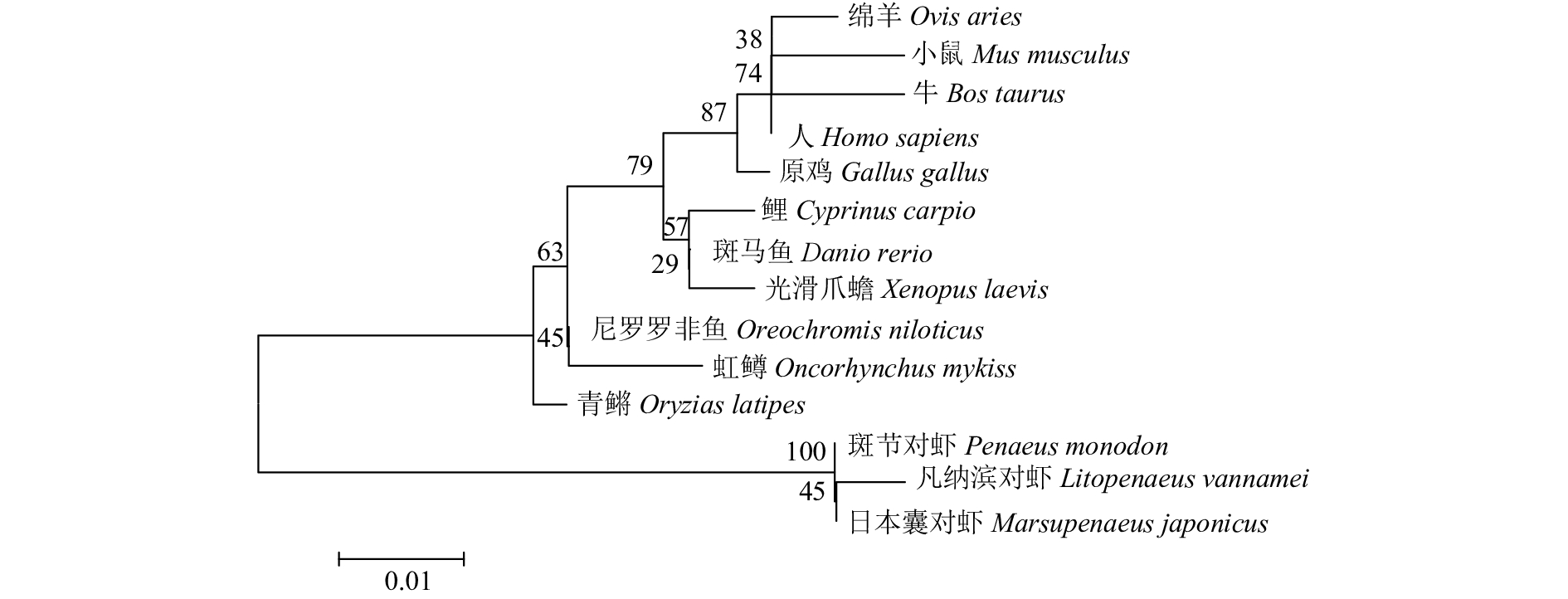 斑节对虾 CDC 42基因的克隆及其在不同胁迫条件下的表达分析