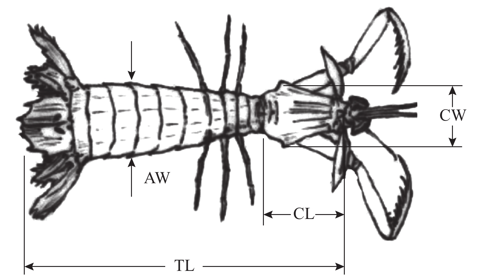 Developmental features of ovary and ultramicroscopic observation of ...