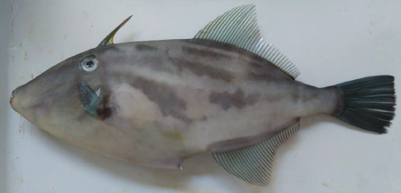 绿鳍马面鲀外部形态特征与染色体核型分析