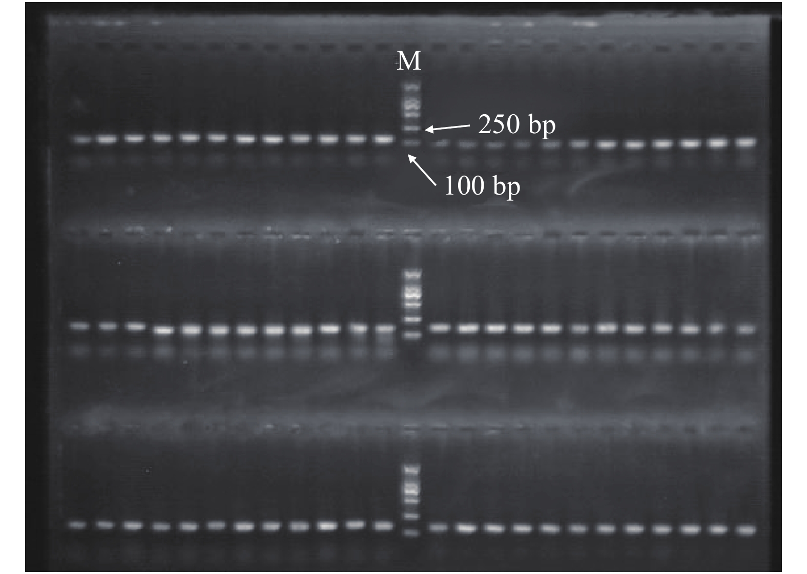 Analysis of genetic diversity of Bahaba flavolabiata based on ...