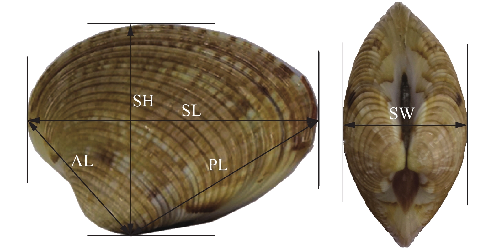 Correlation and path analysis of quantitative traits of clam ( Callista ...