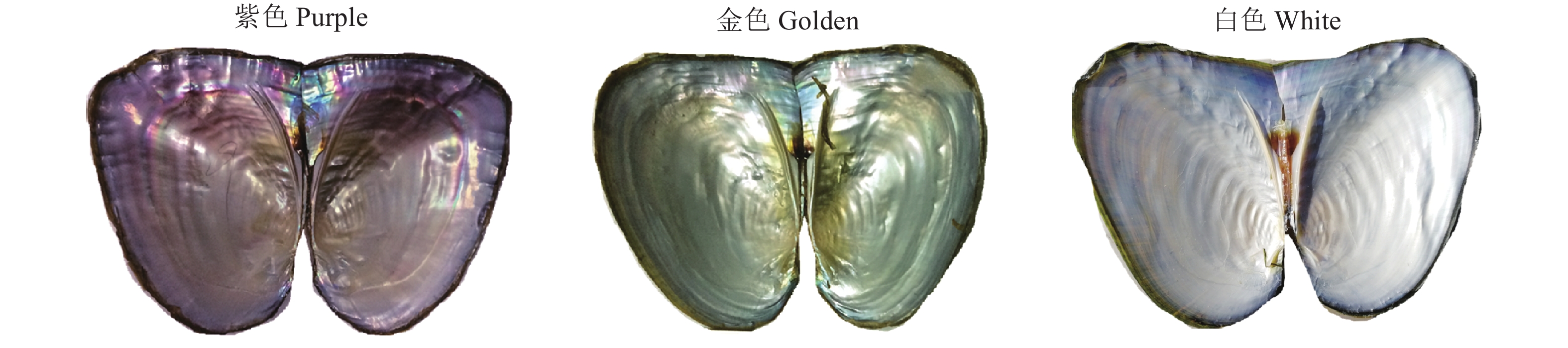 补充投喂β-胡萝卜素对不同色系三角帆蚌内壳色、组织总类胡萝卜素含量及生长的影响