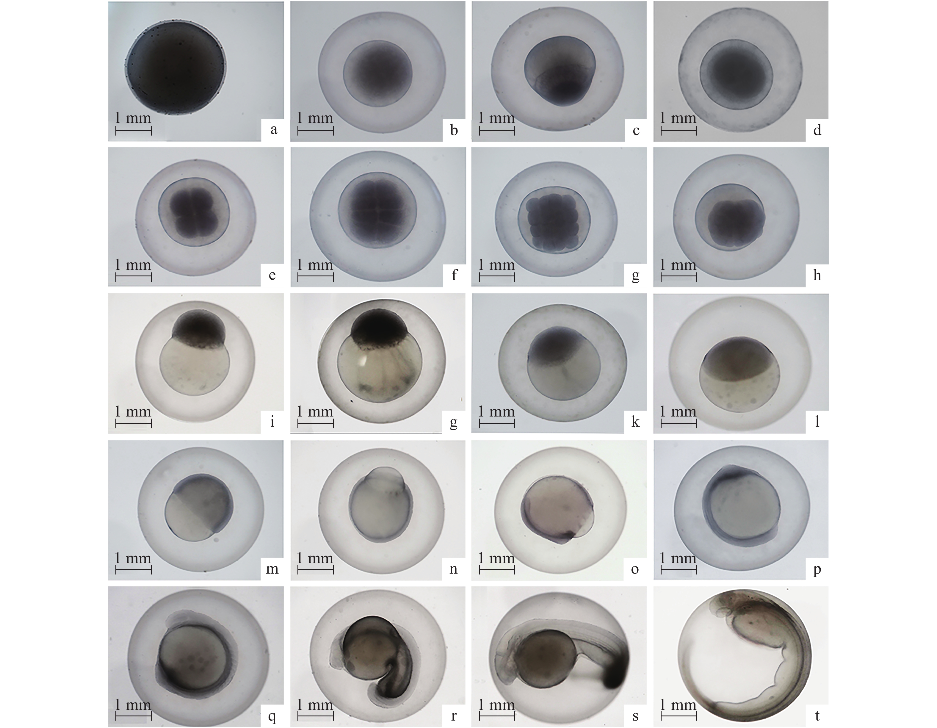 Observation on embryonic development, morphology and growth of larvae ...
