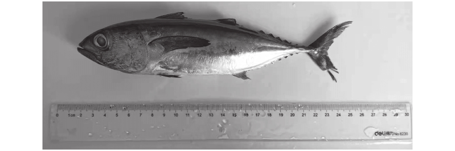 青干金枪鱼骨骼系统研究