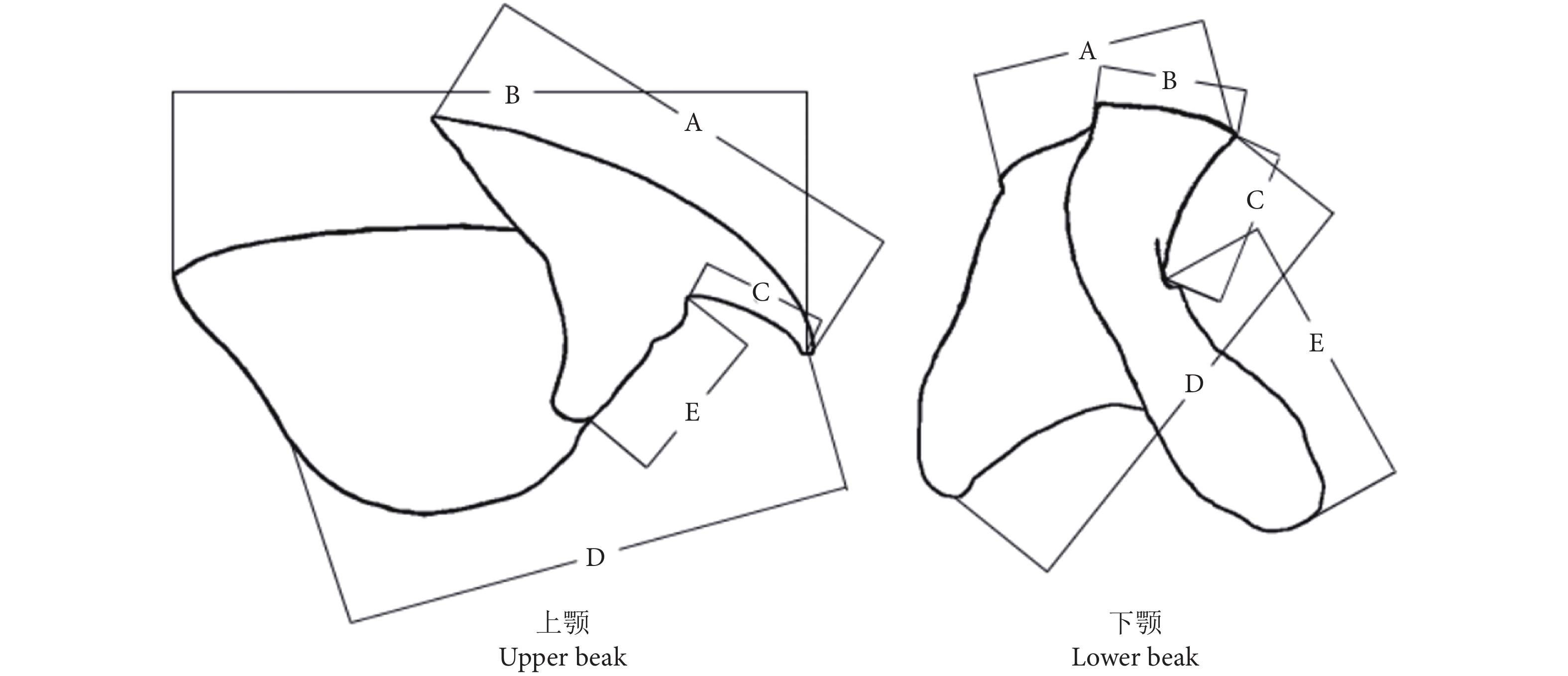 Analysis of ontogenetic phenotype changes of Enoploteuthis chunii beak