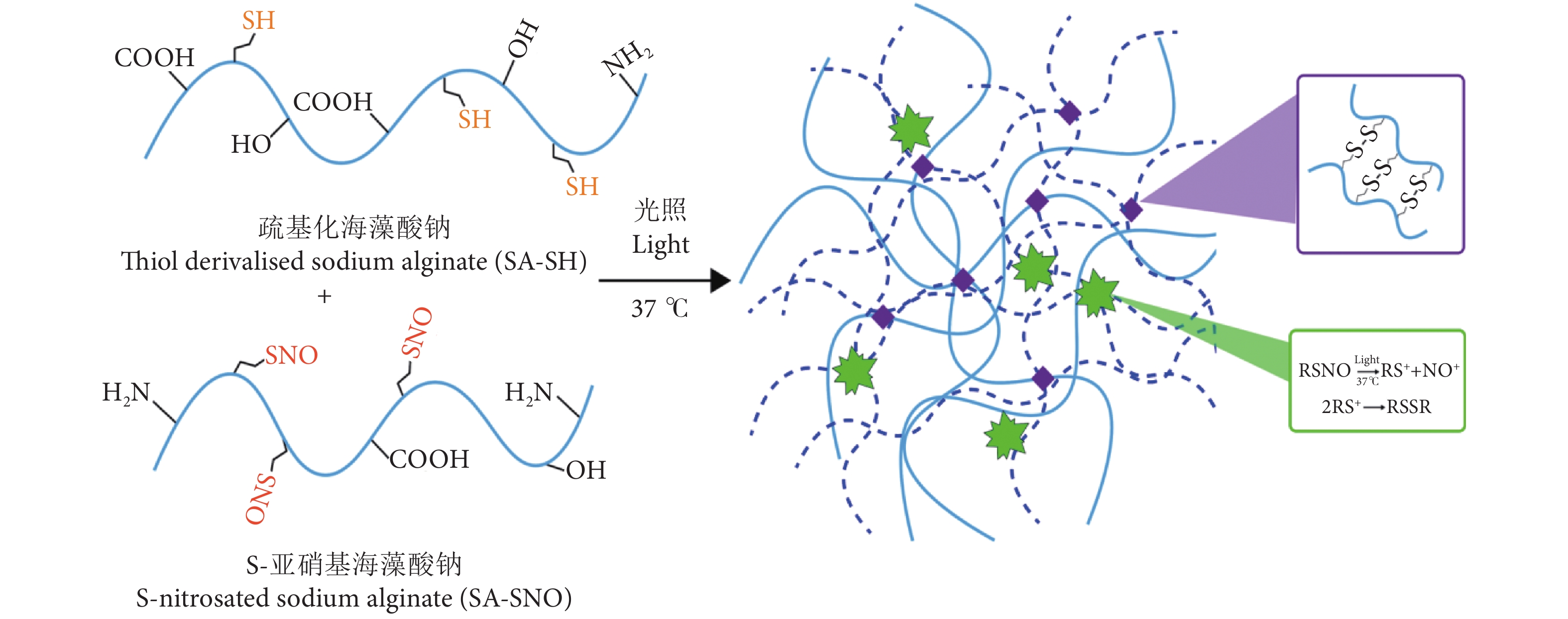 Preparation and characterization of S-nitrosated sodium alginate ...